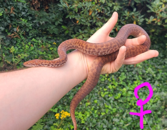 Pair Of Anthill Pythons Pygmy Python By Worldwide Reptilia