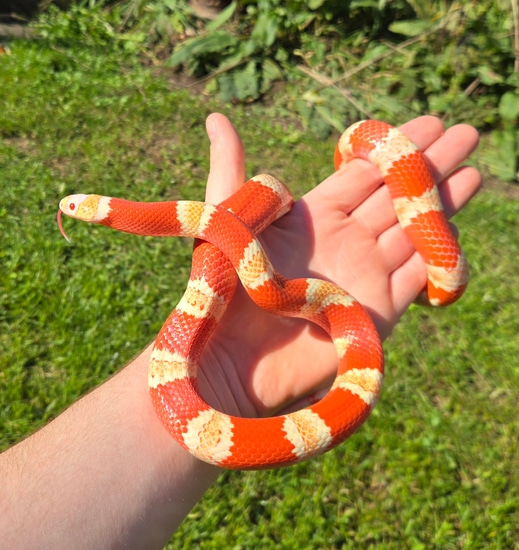 Pair Albino Tangerine Honduran Milk Snake by Worldwide Reptilia