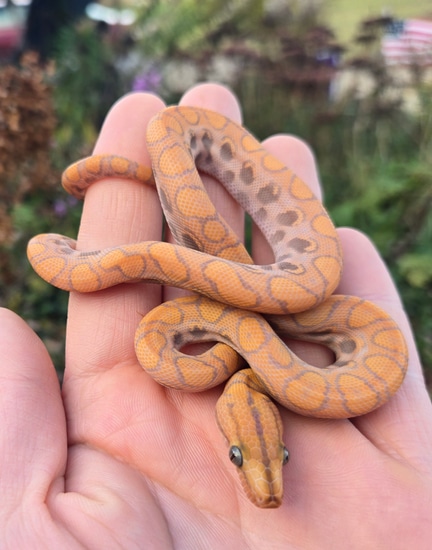 Caramel Albino Brazilian Rainbow Boa by Worldwide Reptilia