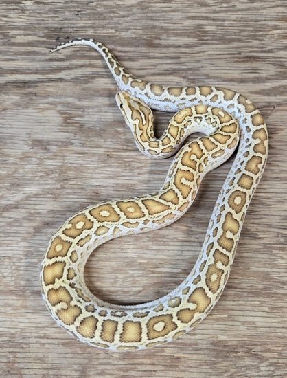 Male Hypo 50% Dwarf Het Granite Female 50% Dwarf Het Granite Burmese ...