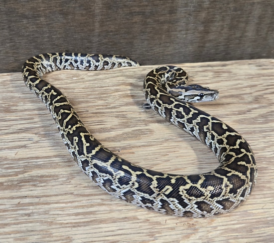 50% Dwarf Het Granite Burmese Python by Worldwide Reptilia