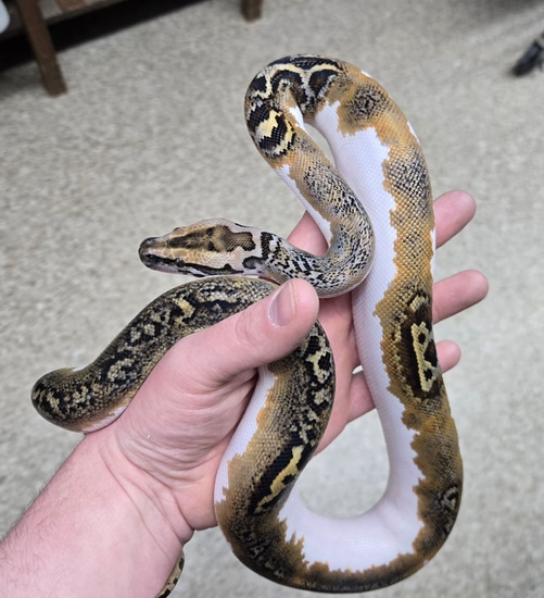 Pied Burmese Python by Worldwide Reptilia