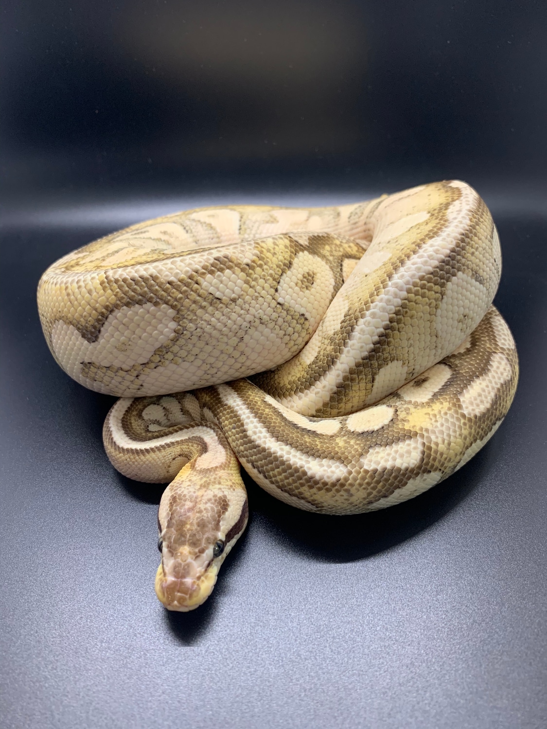 Super Pastel Mota Mojave Ball Python by MassBalls - MorphMarket
