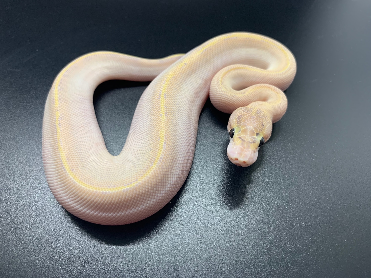 Banana Ivory Pos Phantom Ball Python by MassBalls - MorphMarket