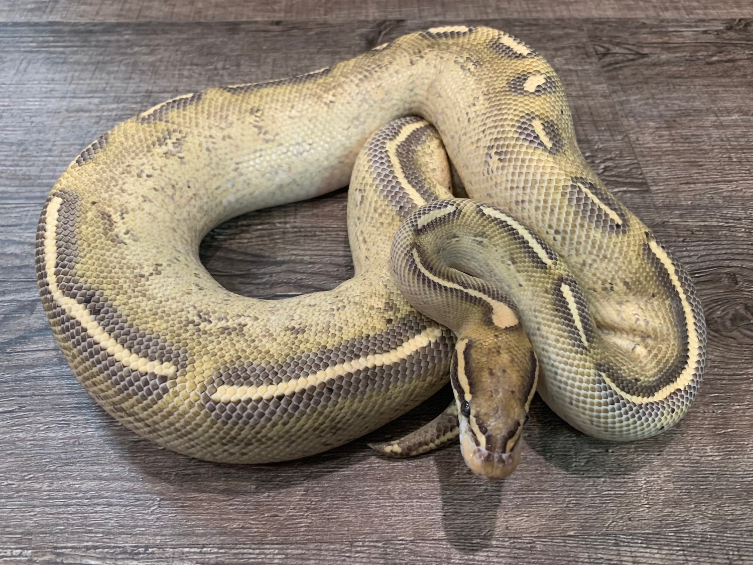 Phantom Freeway Ball Python by MassBalls - MorphMarket