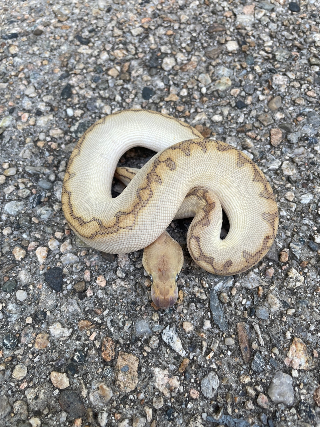 Bamboo Chocolate Clown Pos Pinstripe Ball Python by MassBalls - MorphMarket