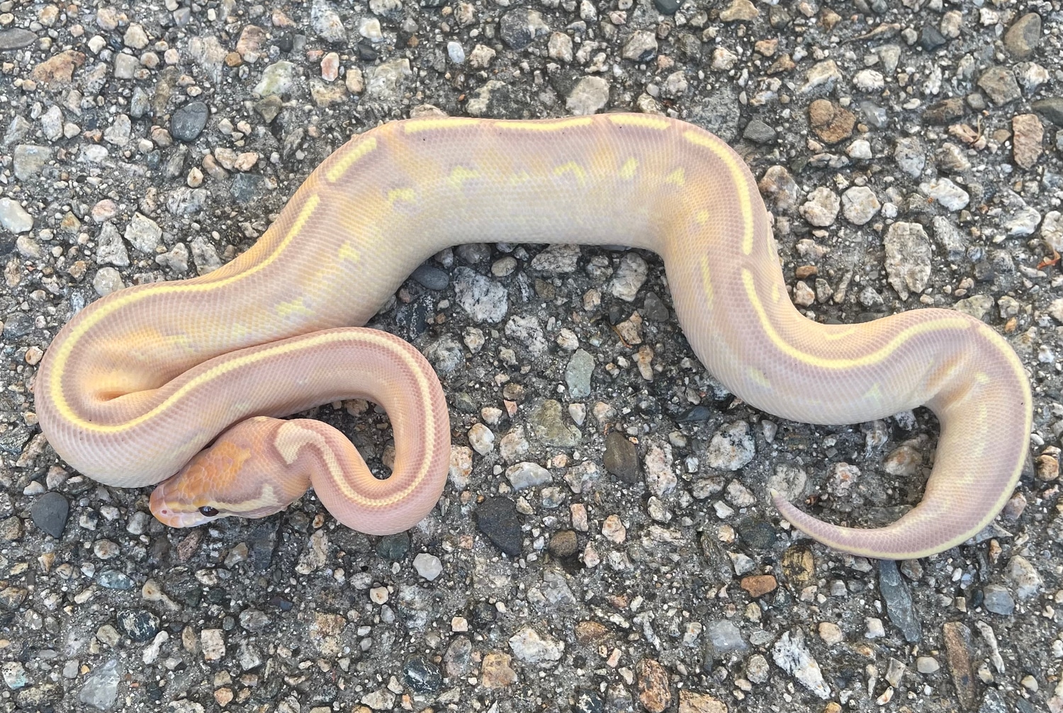 Banana Phantom Freeway Ball Python by MassBalls - MorphMarket