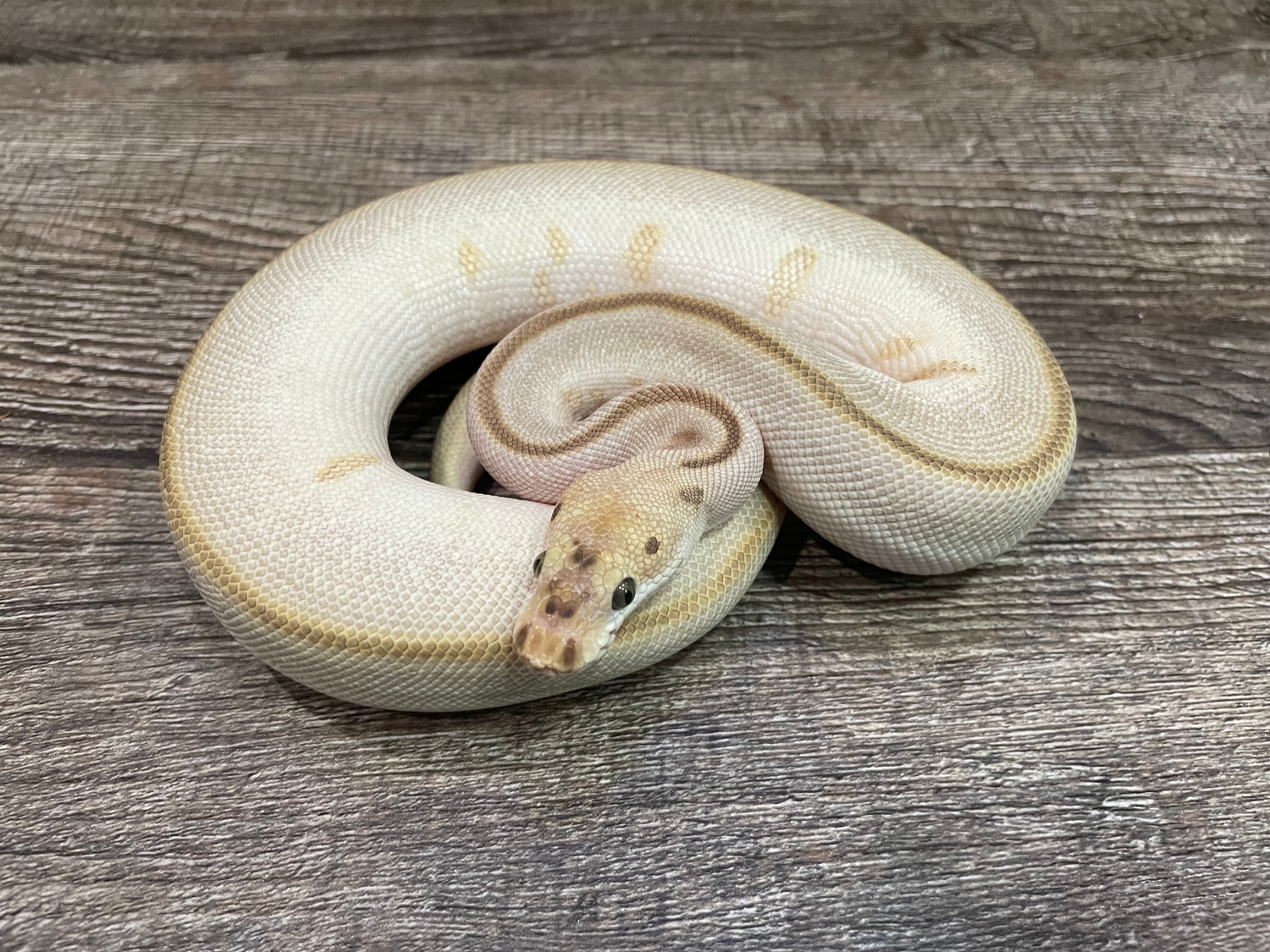 Leopard Lesser Spider Clown Ball Python by MassBalls - MorphMarket