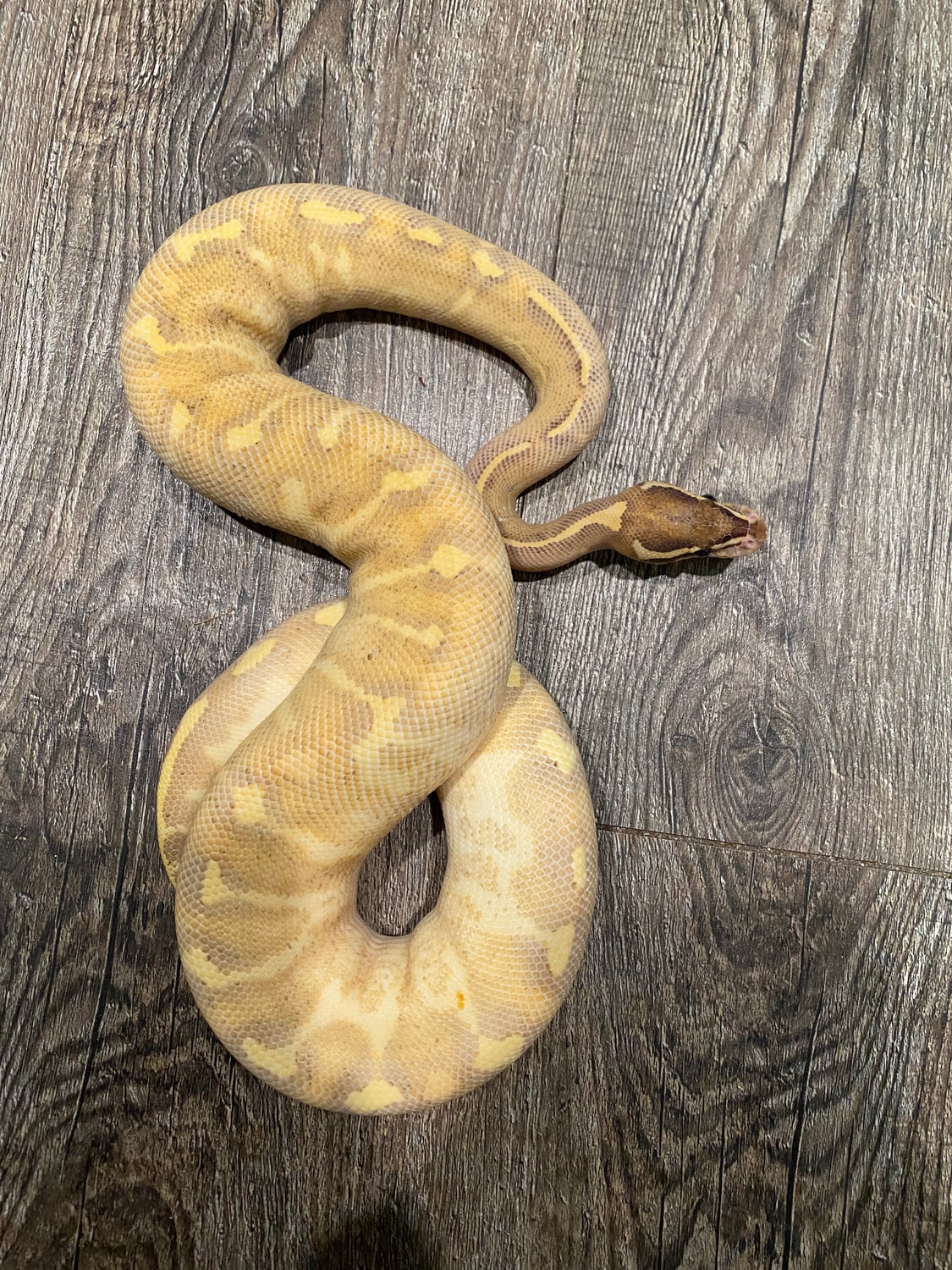 Enchi Highway Ball Python by MassBalls - MorphMarket
