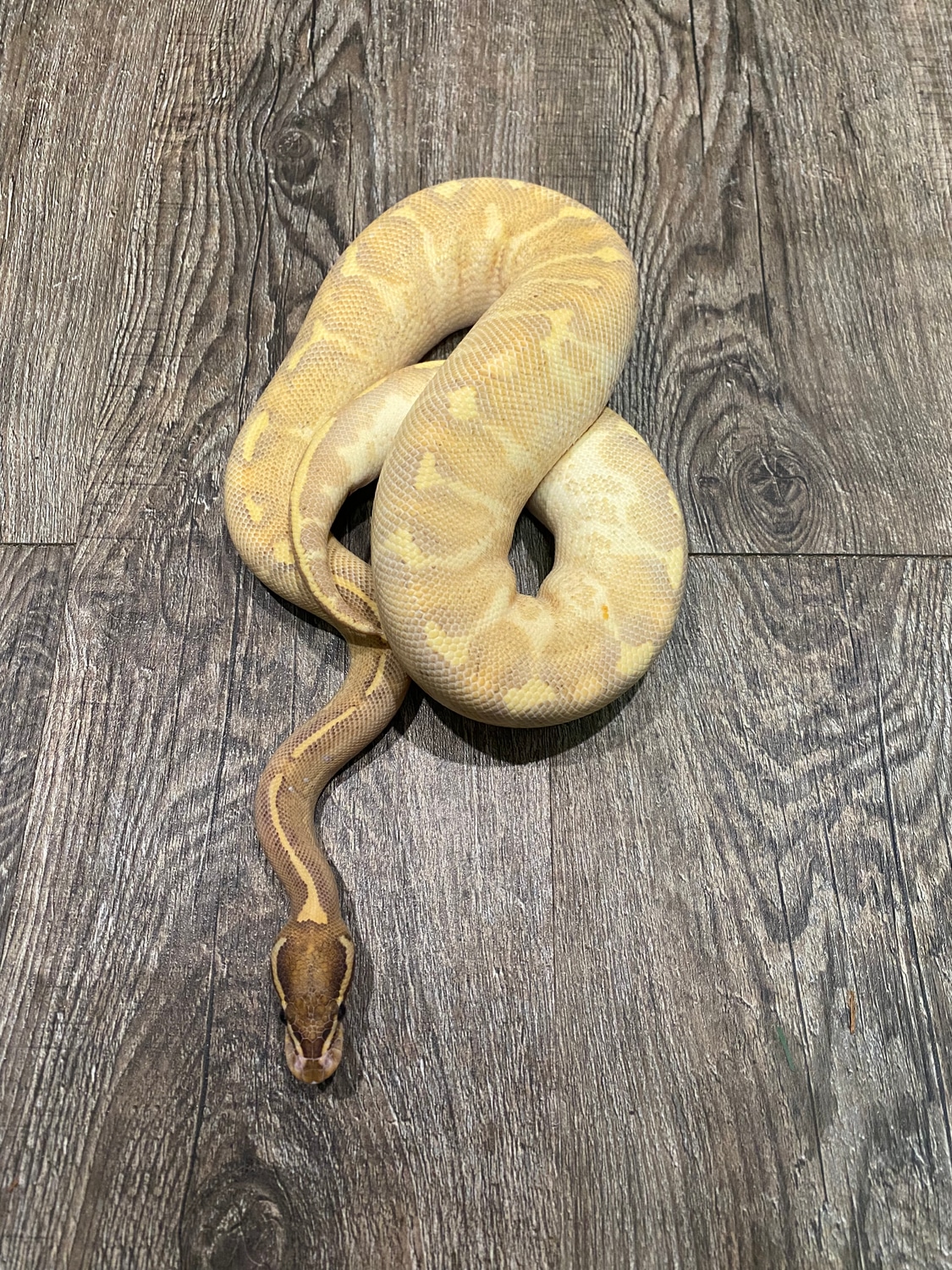 Enchi Highway Ball Python by MassBalls - MorphMarket