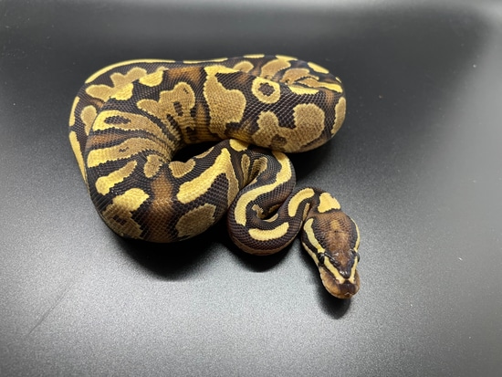 Fire YB/Asphalt Ball Python by MassBalls