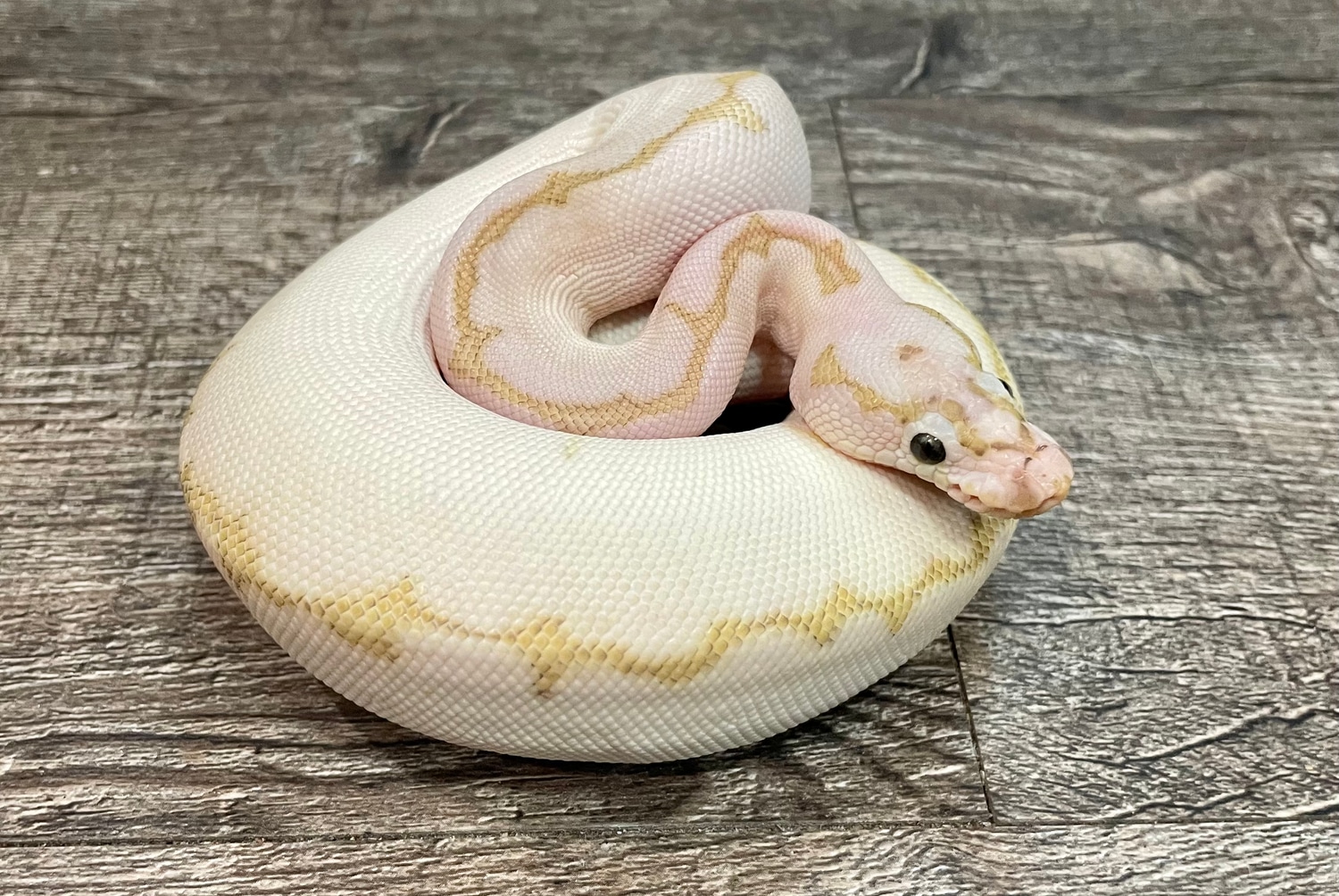 Bamboo Chocolate Spider Clown Pos Pinstripe Ball Python by MassBalls ...