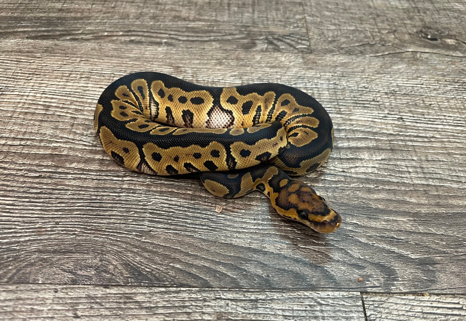 Clown Ball Python by MassBalls - MorphMarket