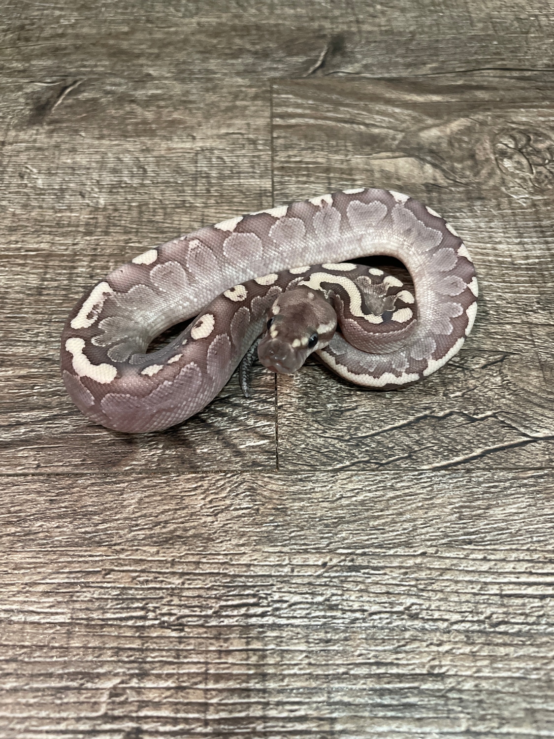 Bamboo Mahogany 66% Het Clown Ball Python by MassBalls - MorphMarket