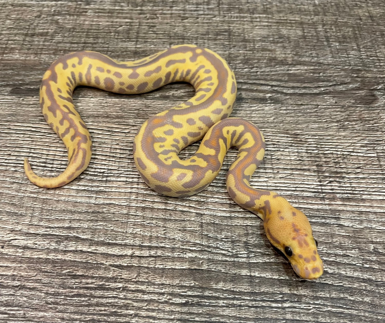 Banana Batman (Shipping Included) Ball Python by MassBalls - MorphMarket