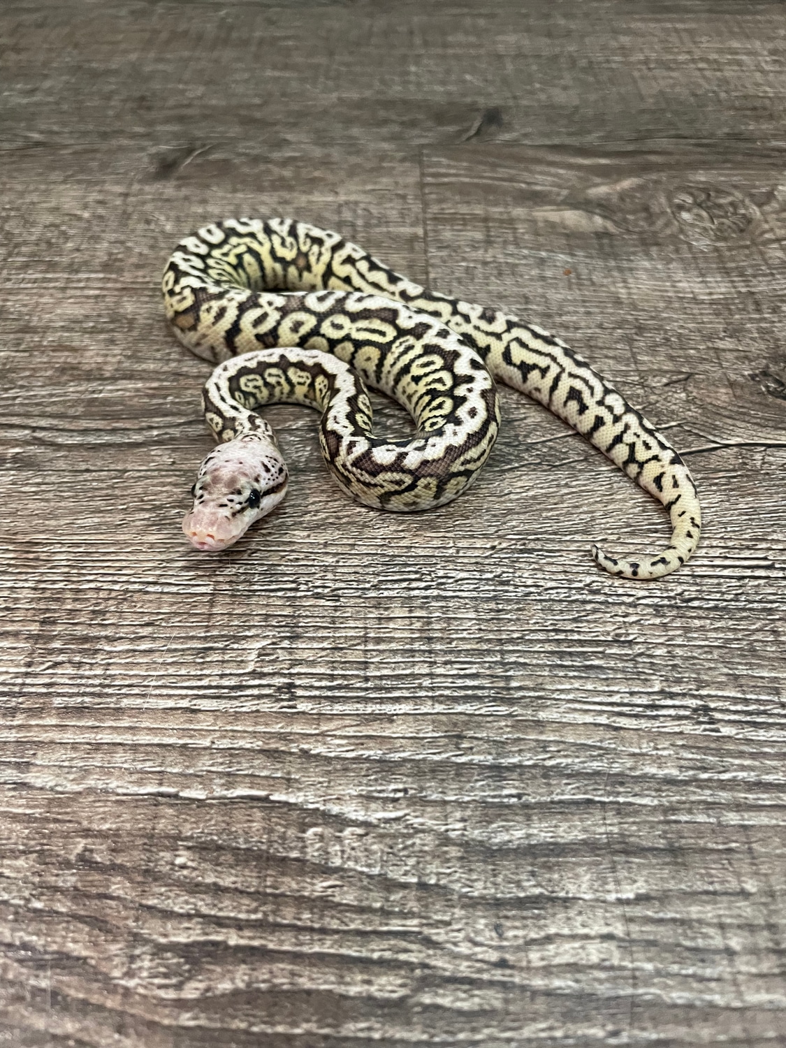Pastel Spotnose Hidden Gene Woma Granite Het Clown Ball Python by ...