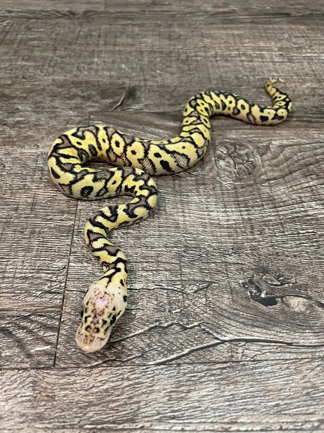 Pastel Spotnose Clown Probable Hidden Gene Woma Granite Ball Python by ...