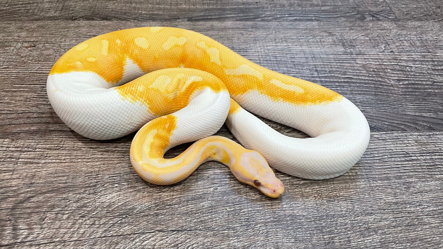 Dreamsicle Ball Python by MassBalls - MorphMarket