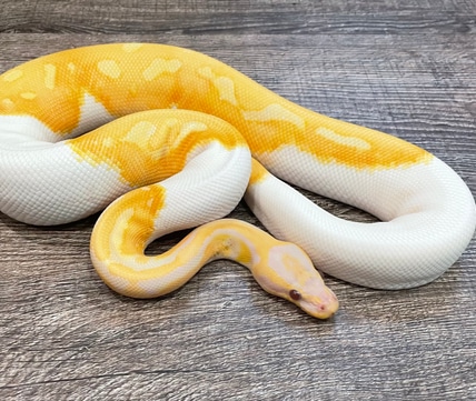 Pastel Spotnose Hidden Gene Woma Granite Het Clown Ball Python by ...