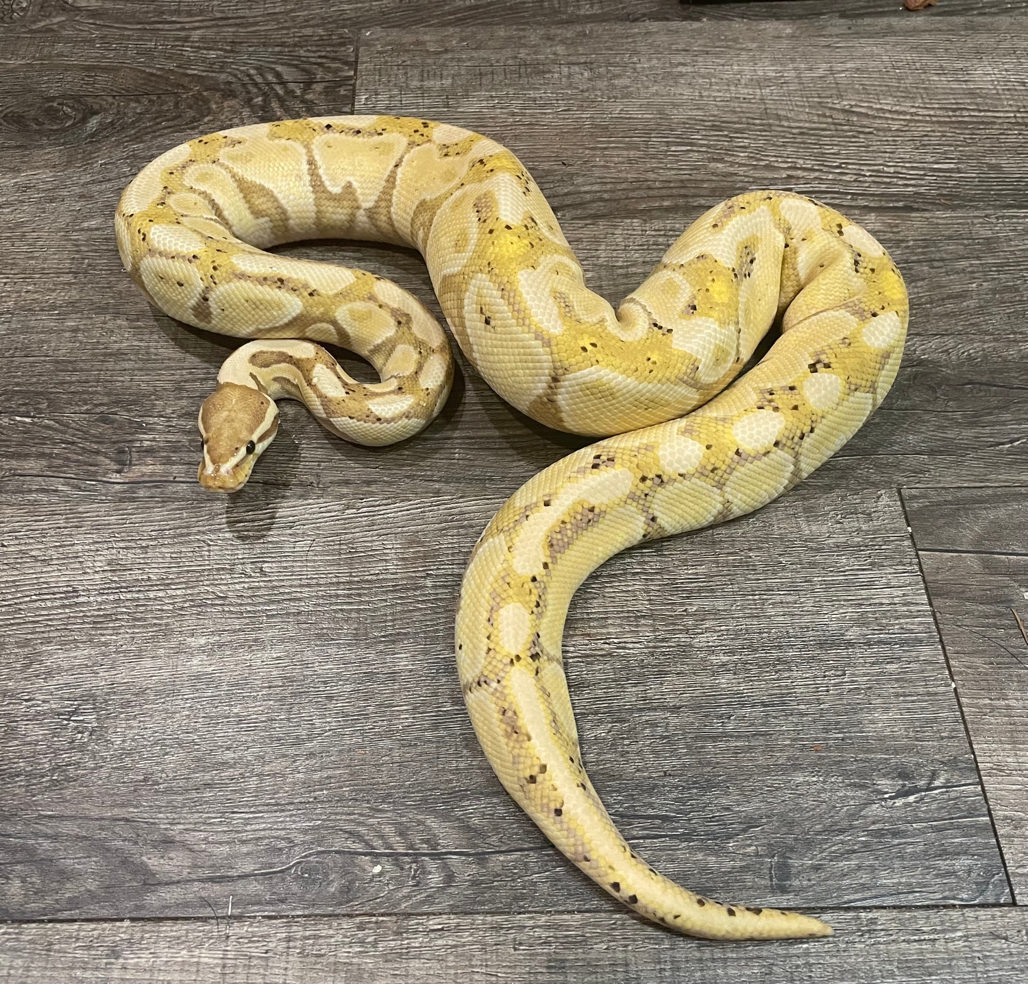 Banana Het Clown Proven Breeder Ball Python by MassBalls - MorphMarket