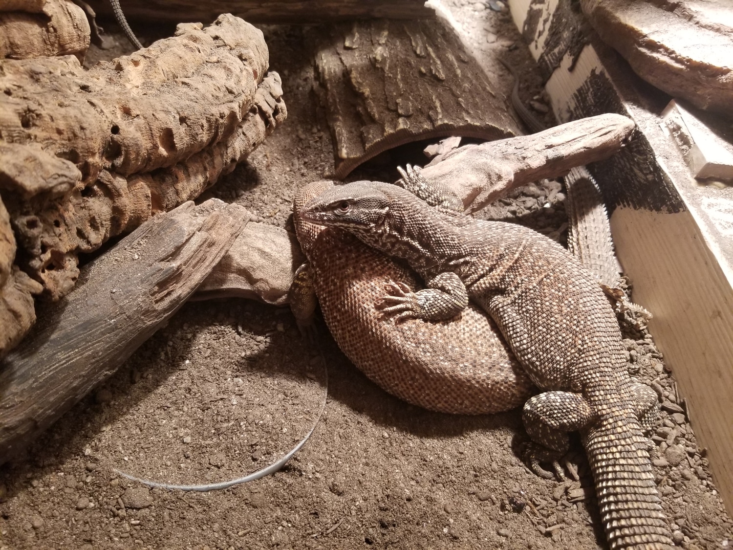 Red Ackie Pair Spiny-Tailed Monitor by Rainy's Reptiles - MorphMarket