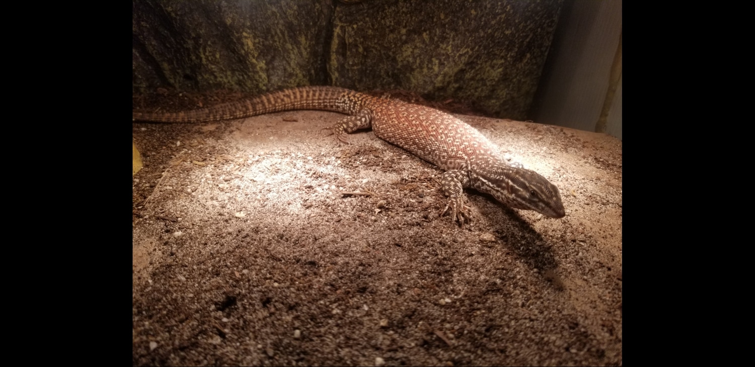 Red Ackie Spiny-Tailed Monitor by Rainy's Reptiles - MorphMarket