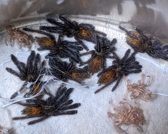 Pterinochilus Murinus Orange Baboon Tarantula "UMV" Slings 2i/3i by ...