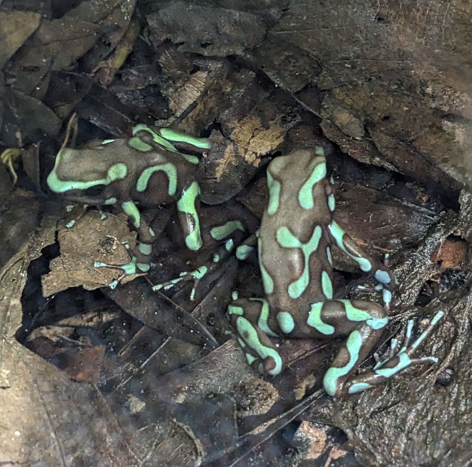 Dendrobates Auratus Highland Bronze 0.0.2 Other Dart Frog by wrai ...