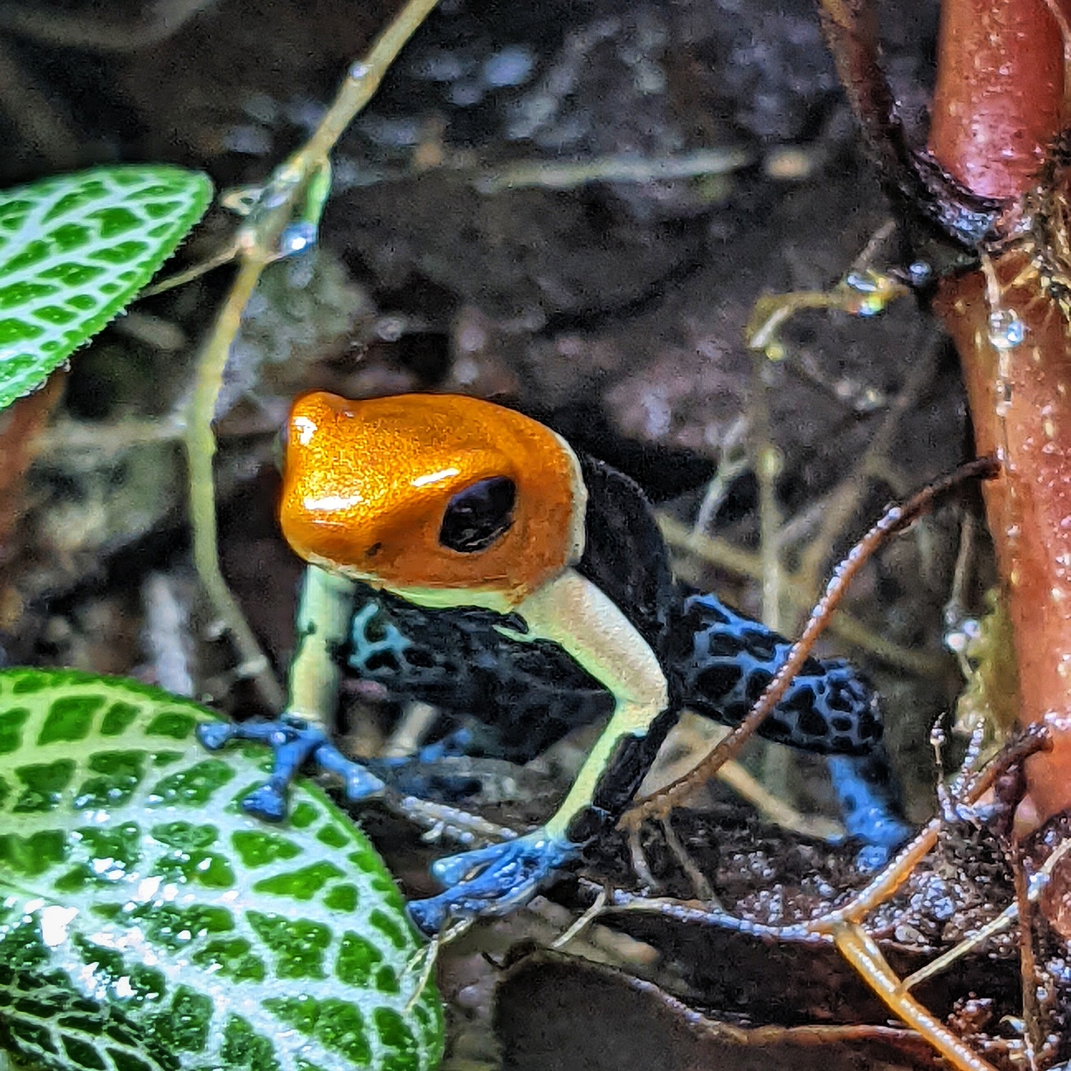 Ranitomeya Fantastica "True Nominal", Juvenile/sub-adult Froglets Other ...