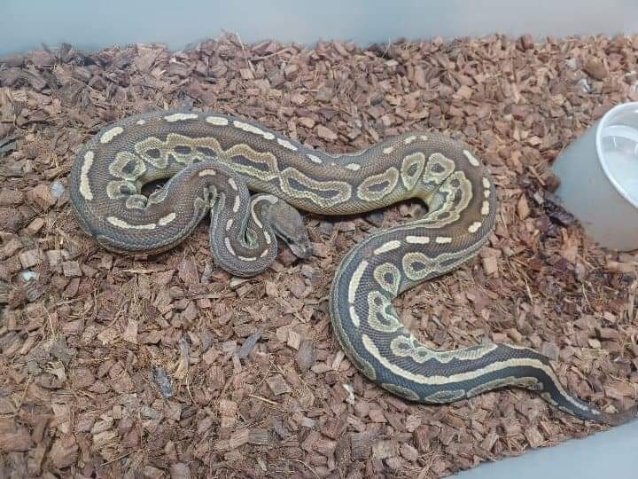 Gargoyle Ball Python by Wrapped Up Reptiles - MorphMarket