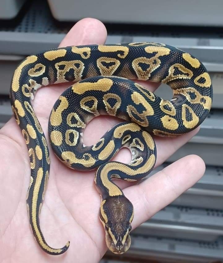 Phantom Trick Yb/asphalt Ball Python by Wrapped Up Reptiles - MorphMarket