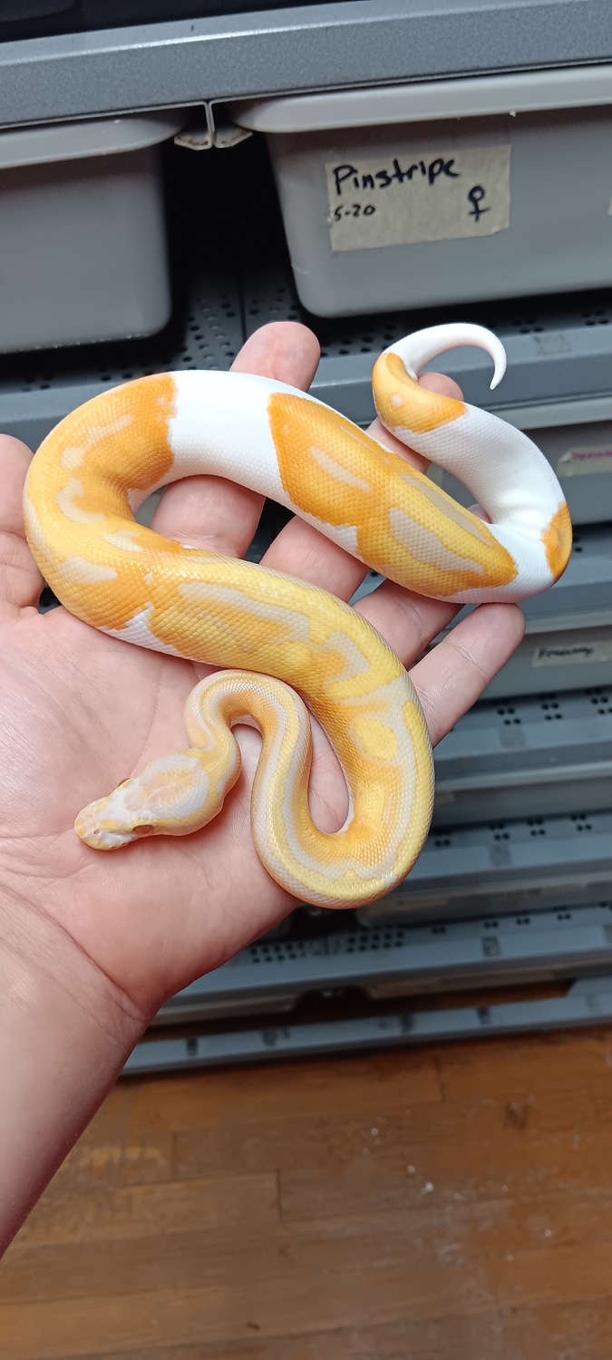 Candino Pied Ball Python by Wrapped Up Reptiles - MorphMarket