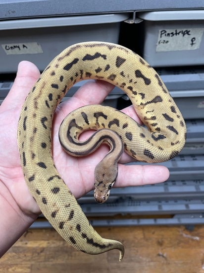HGW Fire Leopard Confusion Ball Python by Wrapped Up Reptiles