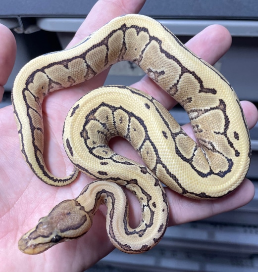 Desert Ghost Pinstripe Yellow Belly Het Cryptic Ball Python by Wrapped ...