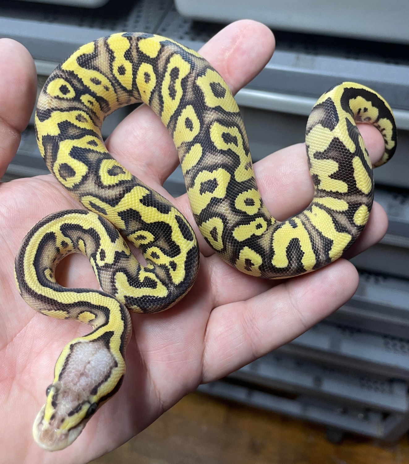 Leopard Pastel Yellow Belly Fire Het Clown Ball Python by Wrapped Up ...