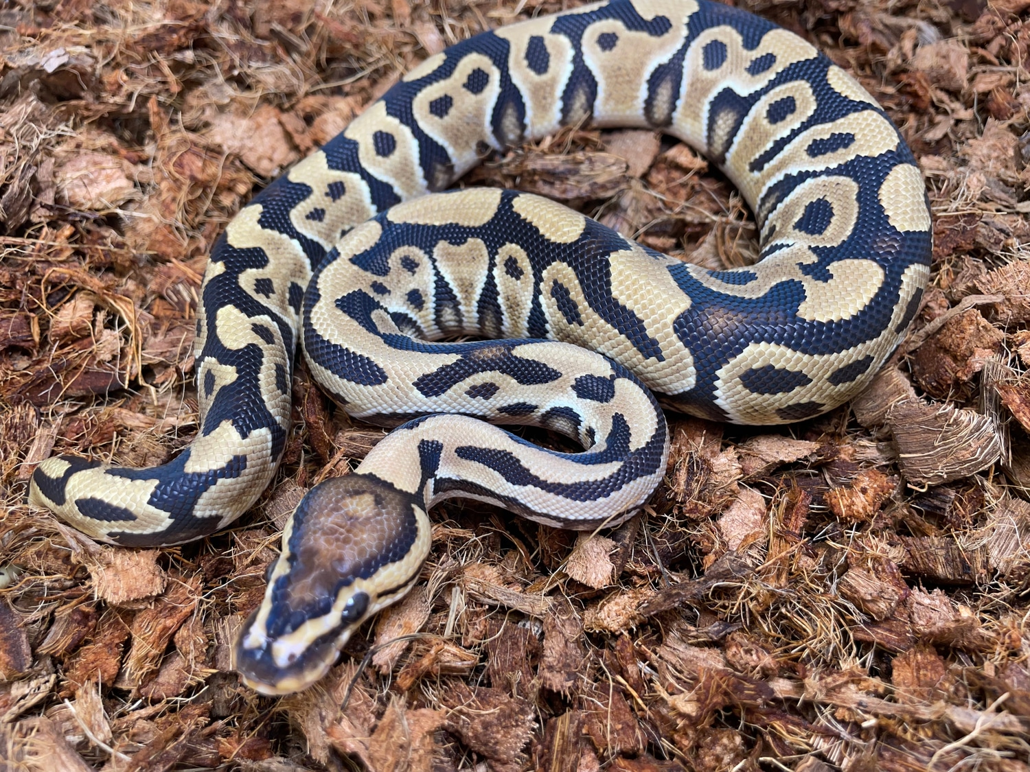 Orange Dream Crypton Ball Python by Wrapped Up Reptiles - MorphMarket