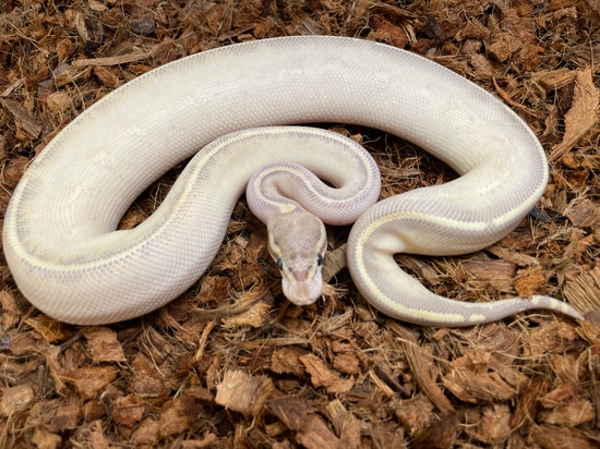 Fire Mojave Highway Ball Python by Wrapped Up Reptiles