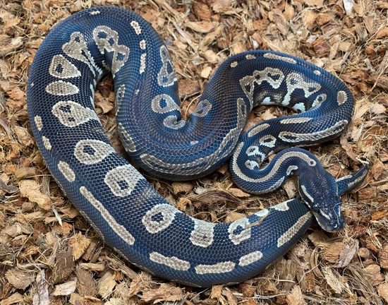 Super Blackhead Ball Python by Wrapped Up Reptiles