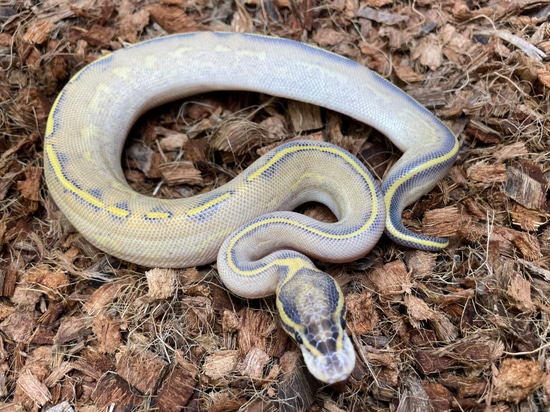 Highway Ball Python by Wrapped Up Reptiles