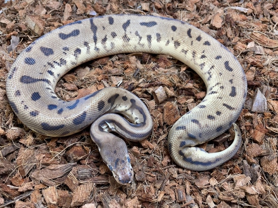 Confusion Leopard HGW Fire Ball Python by Wrapped Up Reptiles