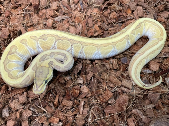Enchi Lesser Pinstripe Hypo Ball Python by Wrapped Up Reptiles