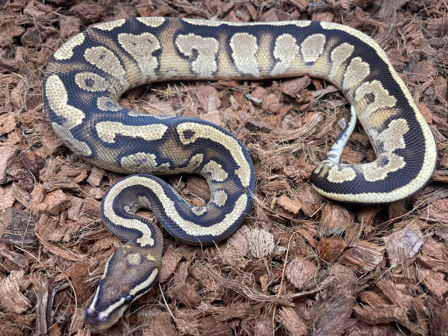 Fire Gravel Ball Python by Wrapped Up Reptiles - MorphMarket