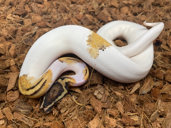 Pastel Orange Dream Yellow Belly Pied 66% Het Desert Ghost Ball Python ...
