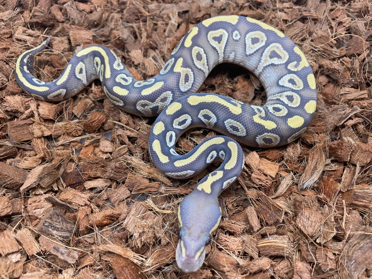 Mojave Hypo Ball Python by Wrapped Up Reptiles - MorphMarket