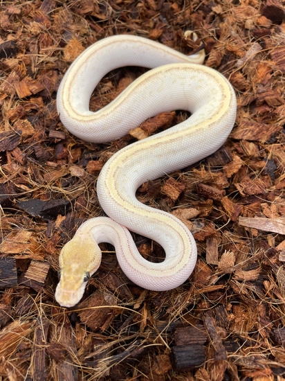 Super Orange Dream Lesser Fire Pinstripe Bongo Ball Python by Wrapped ...