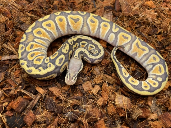 Pastel Hypo Cypress Ball Python by Wrapped Up Reptiles