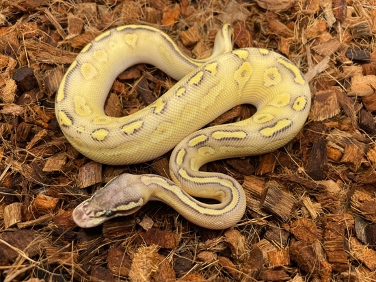 Pastel Lesser Bongo Ball Python by Wrapped Up Reptiles
