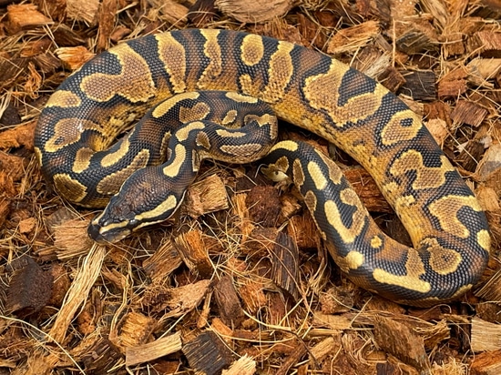 Calico Yellow Belly Het Pied Ball Python by Wrapped Up Reptiles
