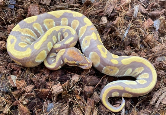 Orange Dream Phantom Ultramel Ball Python by Wrapped Up Reptiles