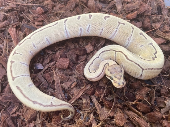 Enchi Pinstripe Desert Ghost Ball Python by Wrapped Up Reptiles